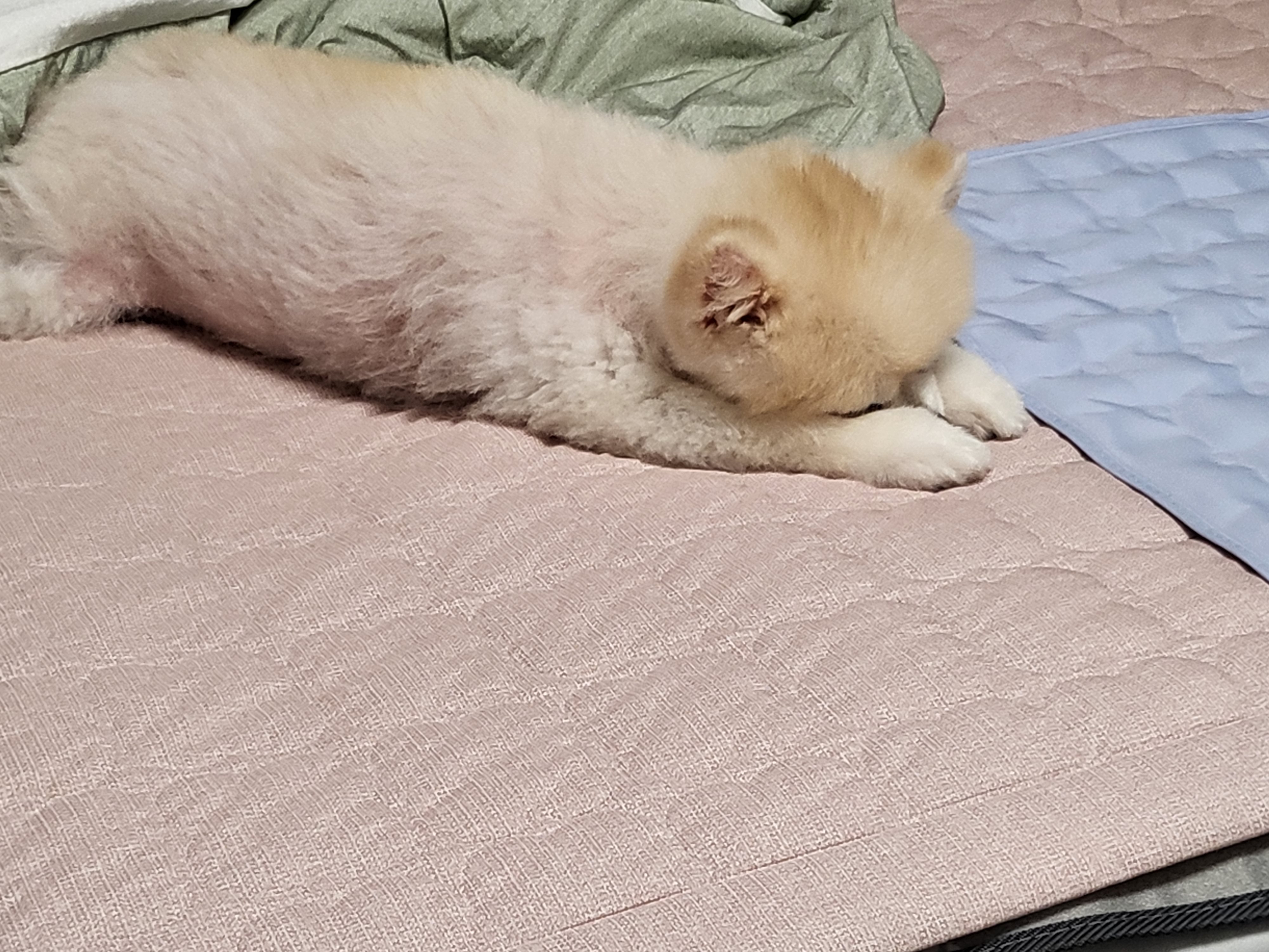 일상잡담 - 우리 강아쥐 가끔 이렇게 자